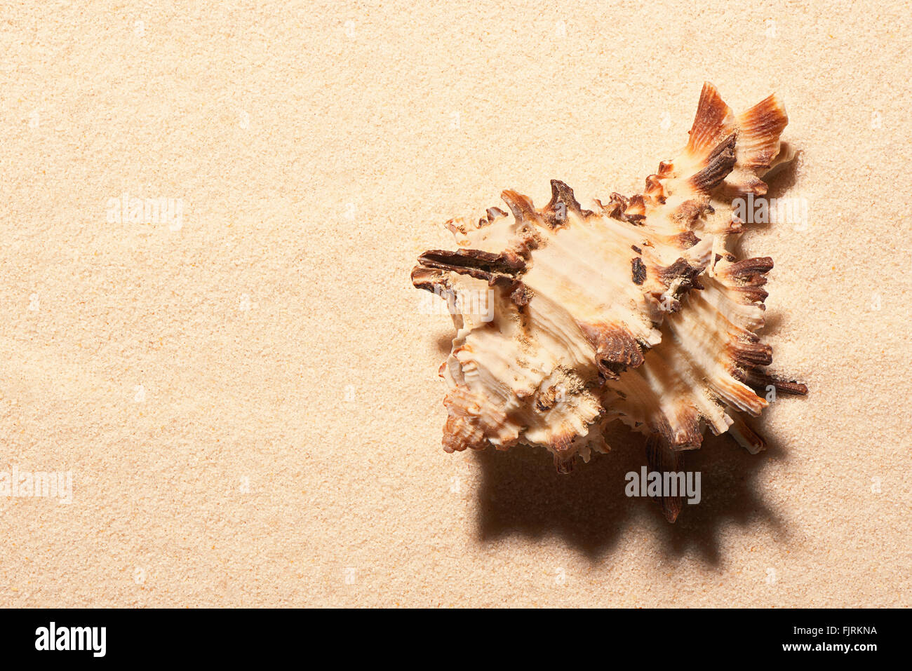 Sea shell on sand. Summer beach background. View from above Stock Photo ...