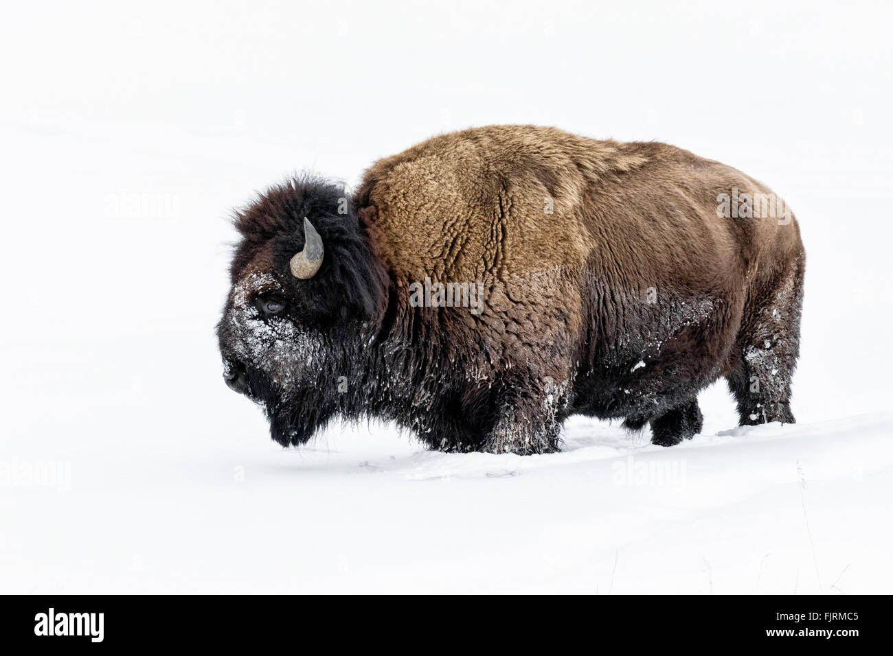 Beautiful bison Cut Out Stock Images & Pictures - Alamy