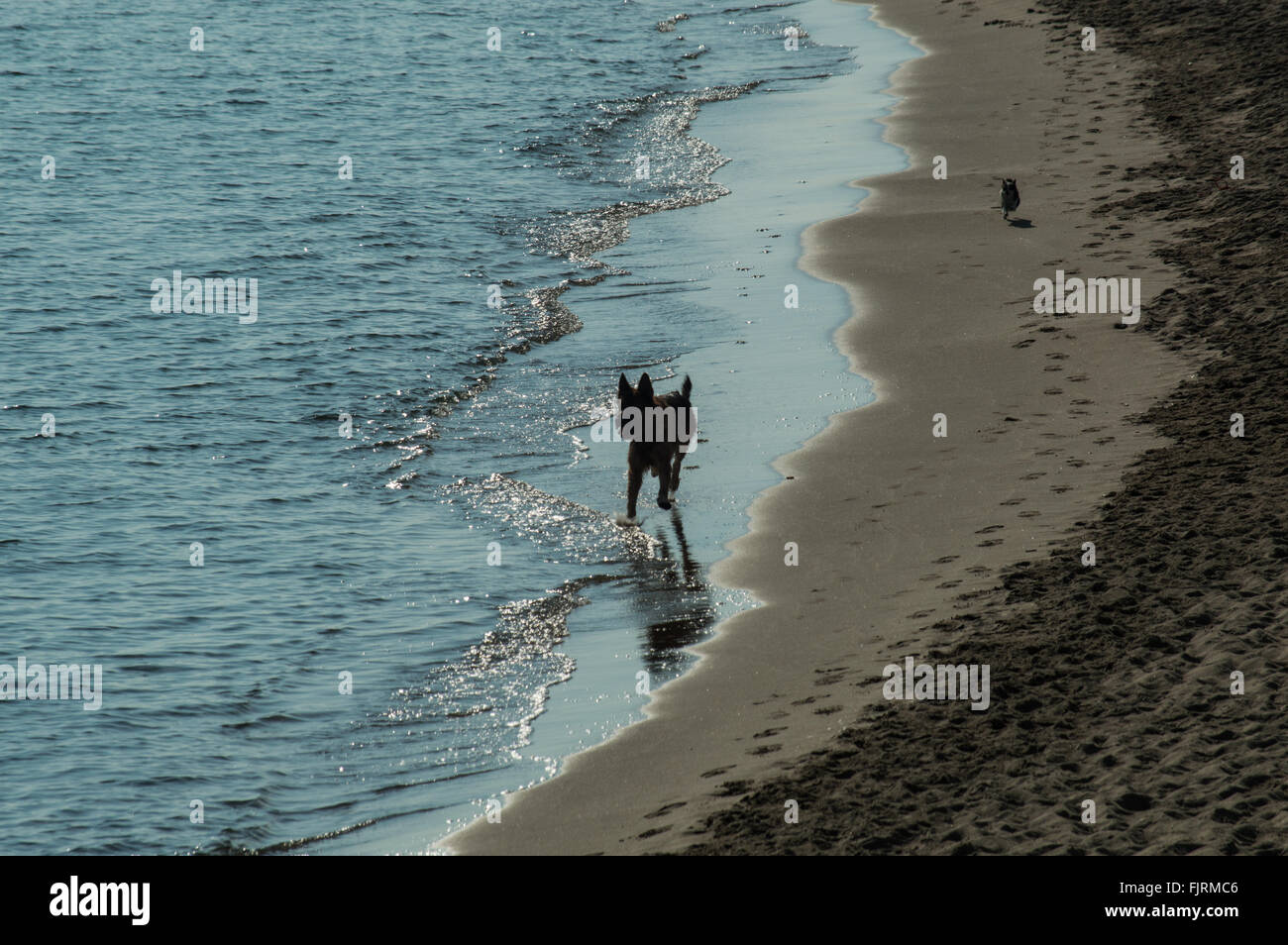 dogs run on the beach Stock Photo - Alamy