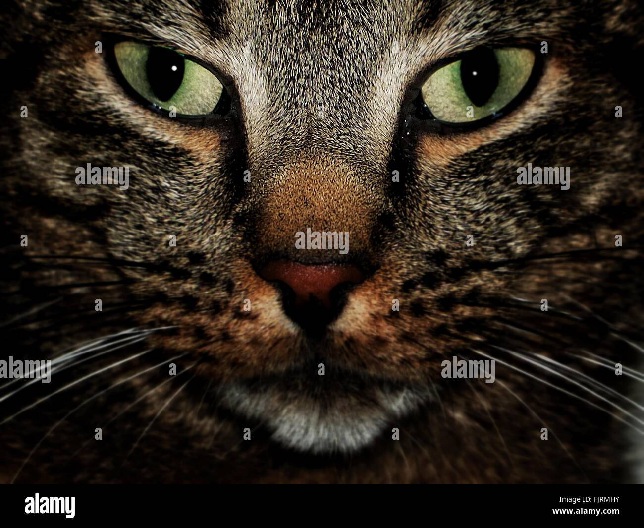 Mammal cat domestic hi-res stock photography and images - Alamy