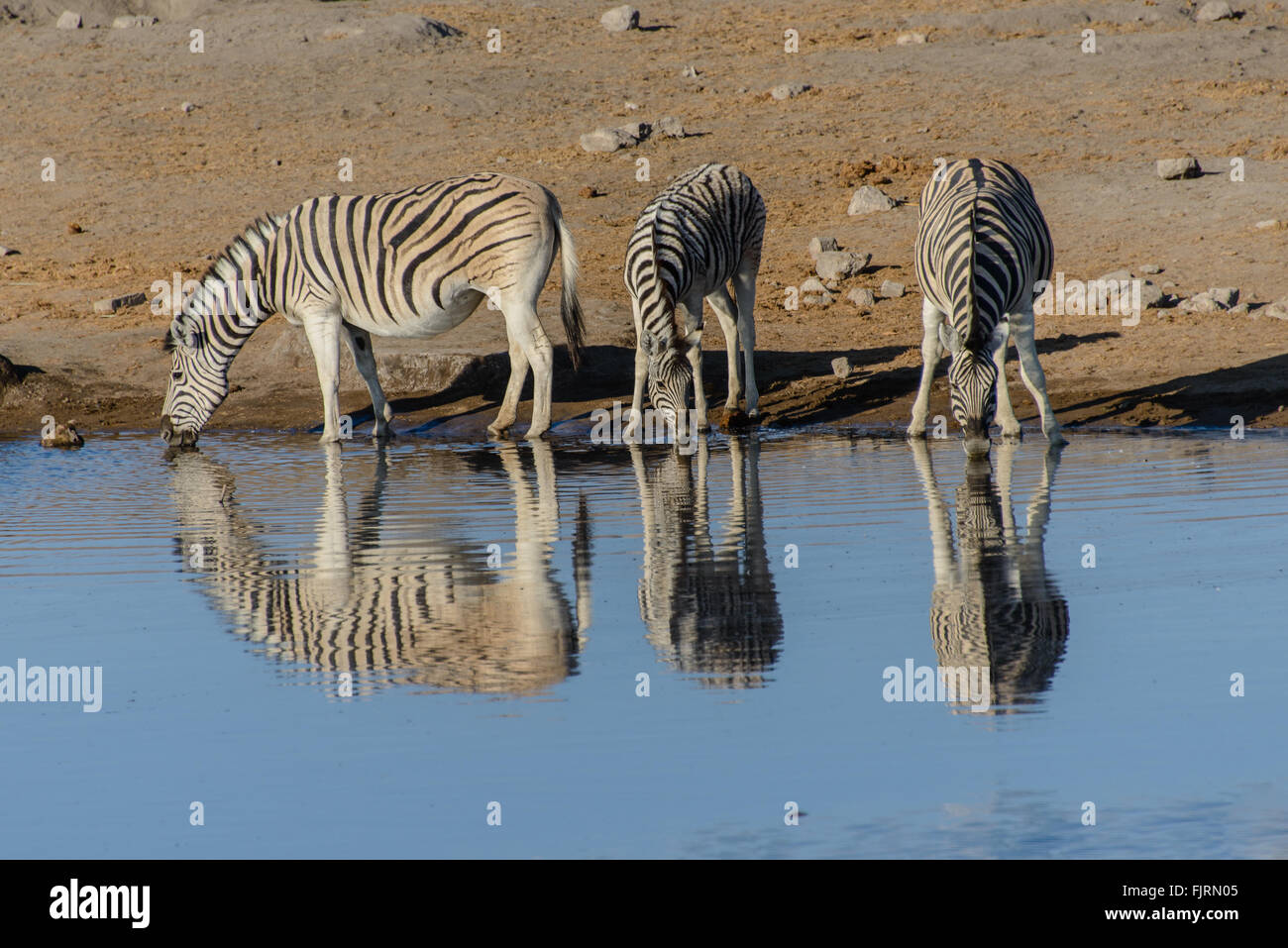 Zebra at the waterhole Stock Photo - Alamy