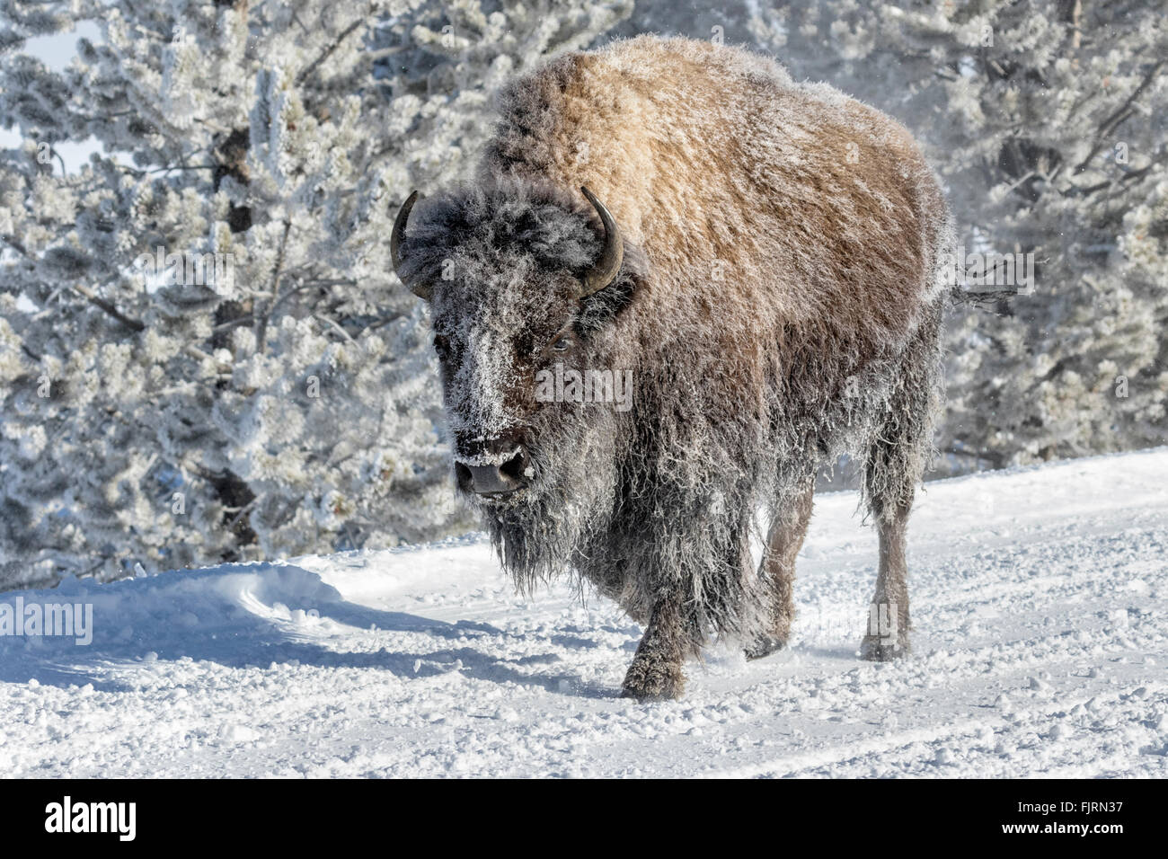 American buffalo north american species hi-res stock photography and ...