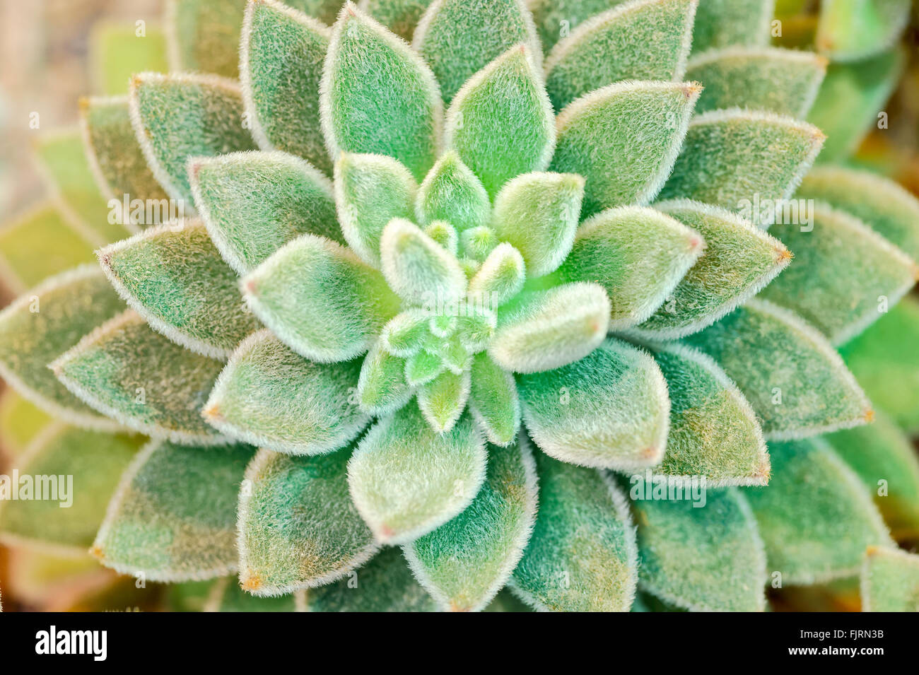 Plants and trees: cactus close-up, abstract floral pattern Stock Photo ...