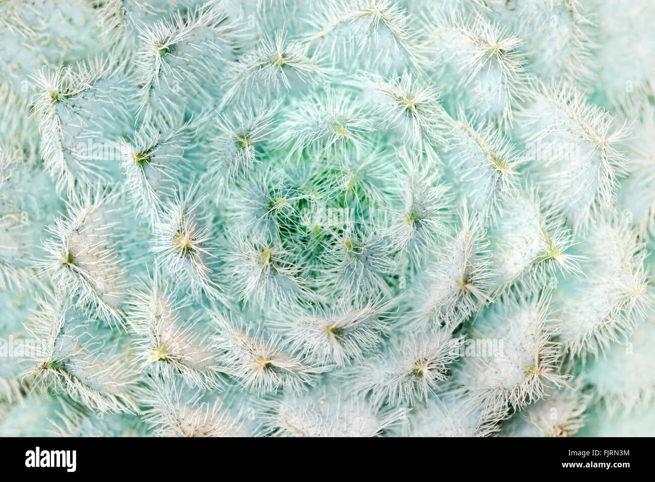 Plants and trees: cactus close-up, abstract floral pattern Stock Photo ...