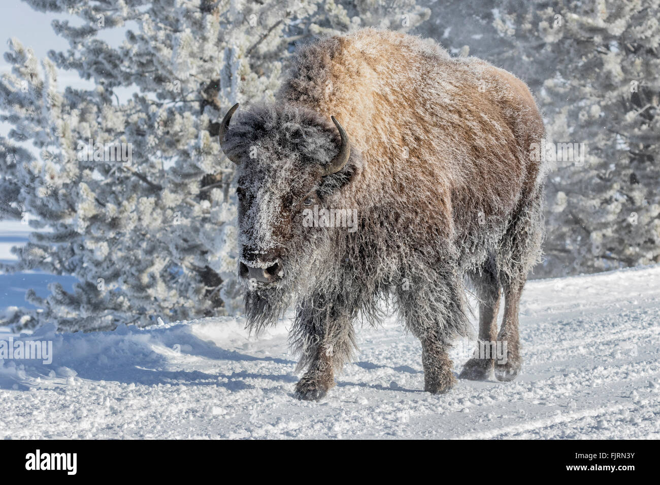 Bison snow cold buffalo hi-res stock photography and images - Alamy