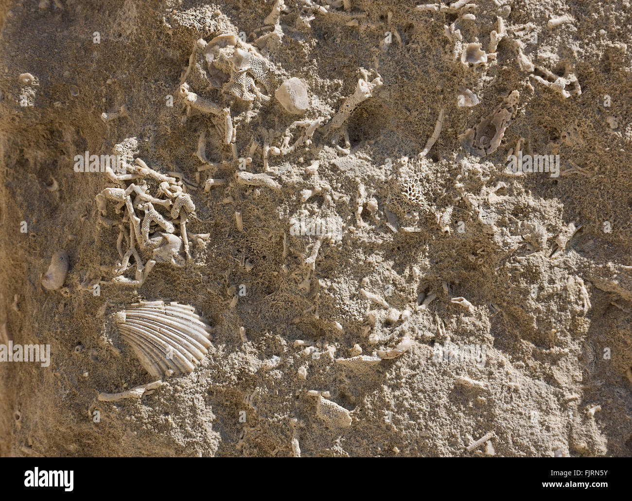 Wall of fossils hi-res stock photography and images - Alamy