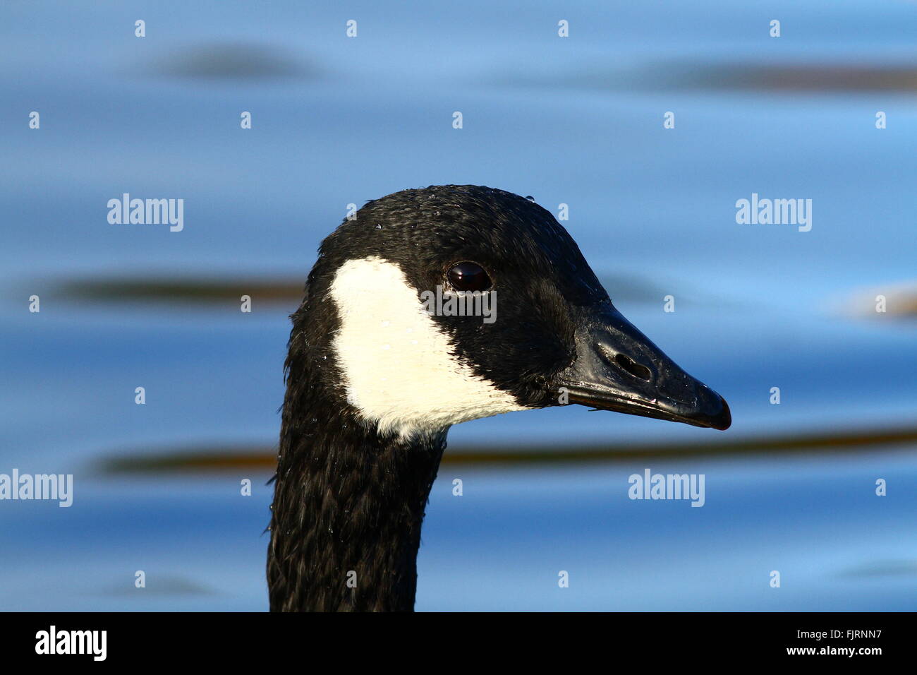 Goose bill hi-res stock photography and images - Alamy