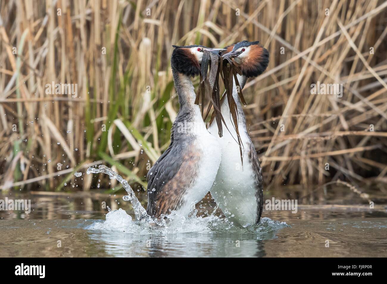 Great Crested Grebe (Podiceps cristatus), mating breeding pair, pair ...