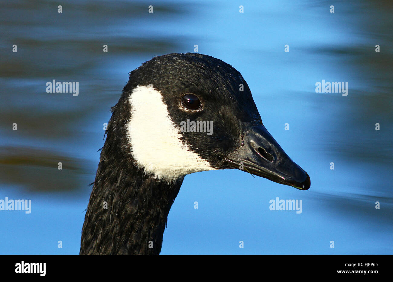 Canada goose head, close up, Goose eye Stock Photo - Alamy