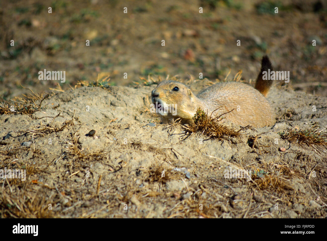 Outside burrow hi-res stock photography and images - Alamy