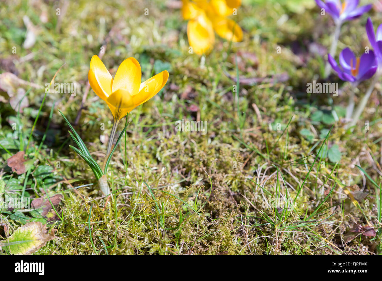 Crocus root hi-res stock photography and images - Alamy