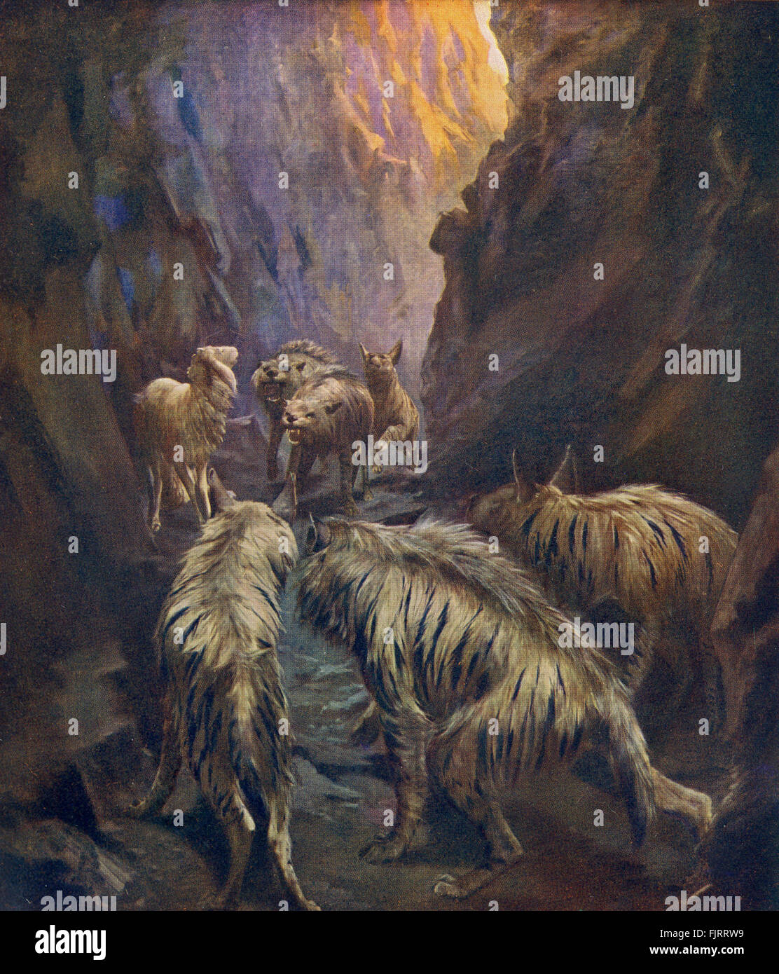 Sheep trapped in a ravine attacked by a pack of hyenas, illustrating ...