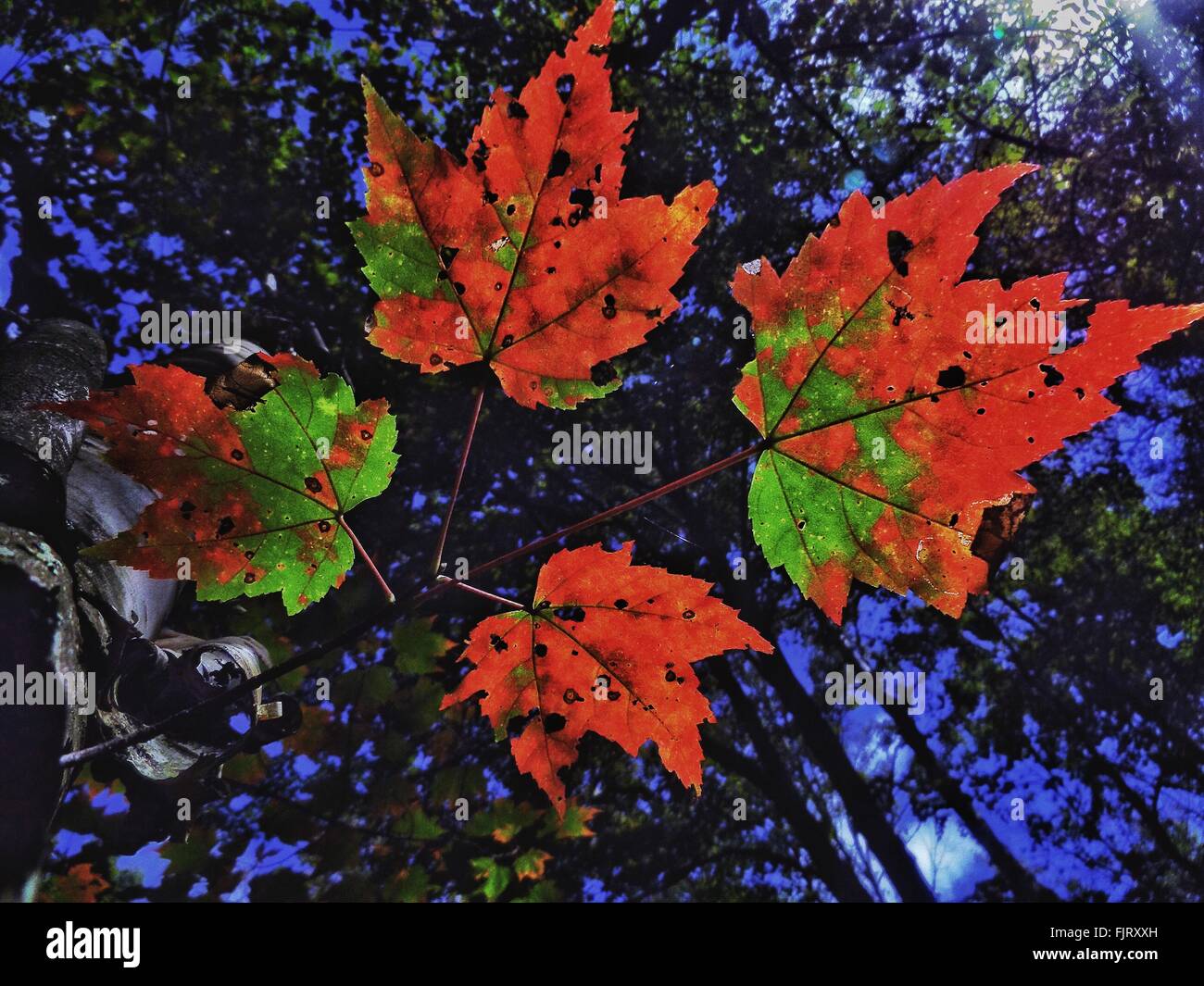 Rotten Color Image High Resolution Stock Photography and Images - Alamy