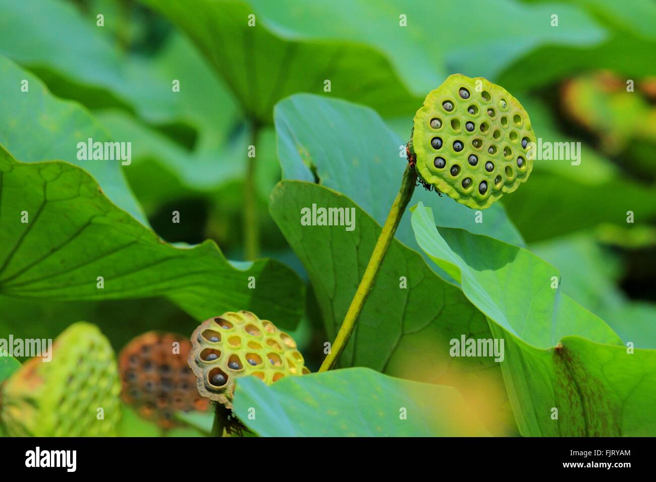 Lotus roots hi-res stock photography and images - Alamy