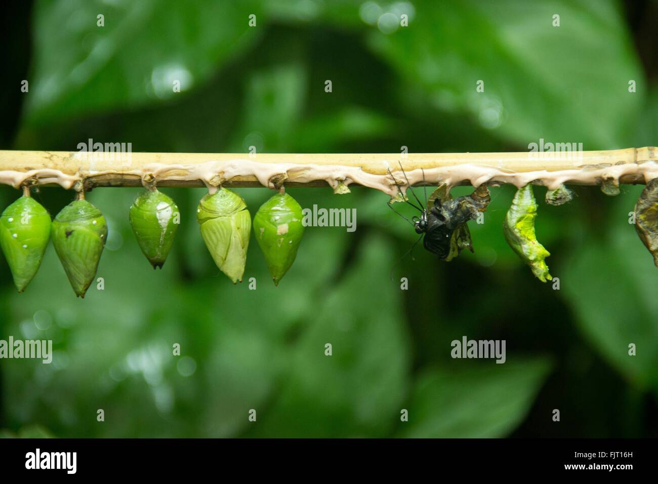 Close-Up Of Insect By Cocoons Hanging On Stick Stock Photo - Alamy