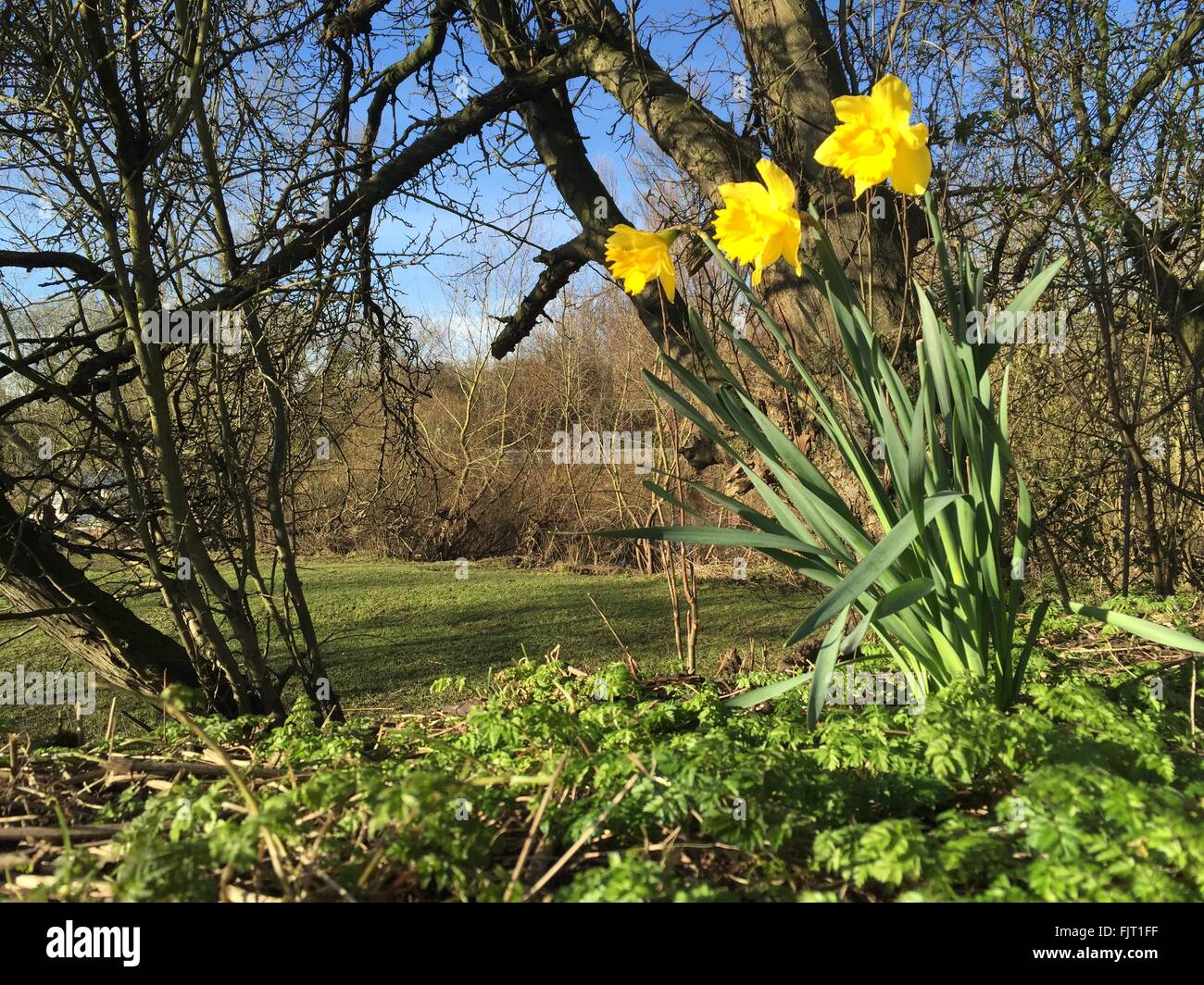 bright yellow daffodils in a wood land scene with trees in the back ...