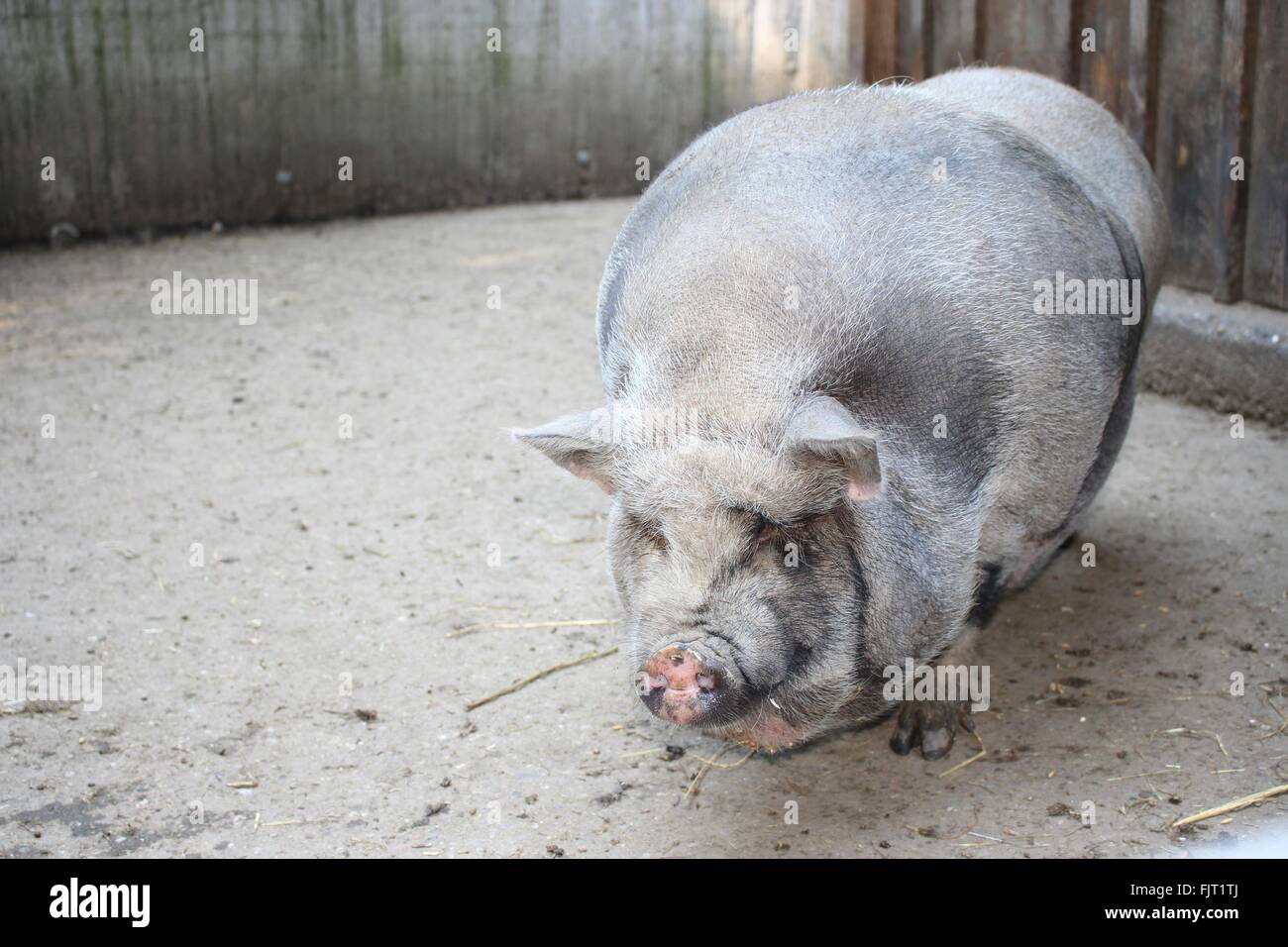 Pig in pig pen hi-res stock photography and images - Alamy