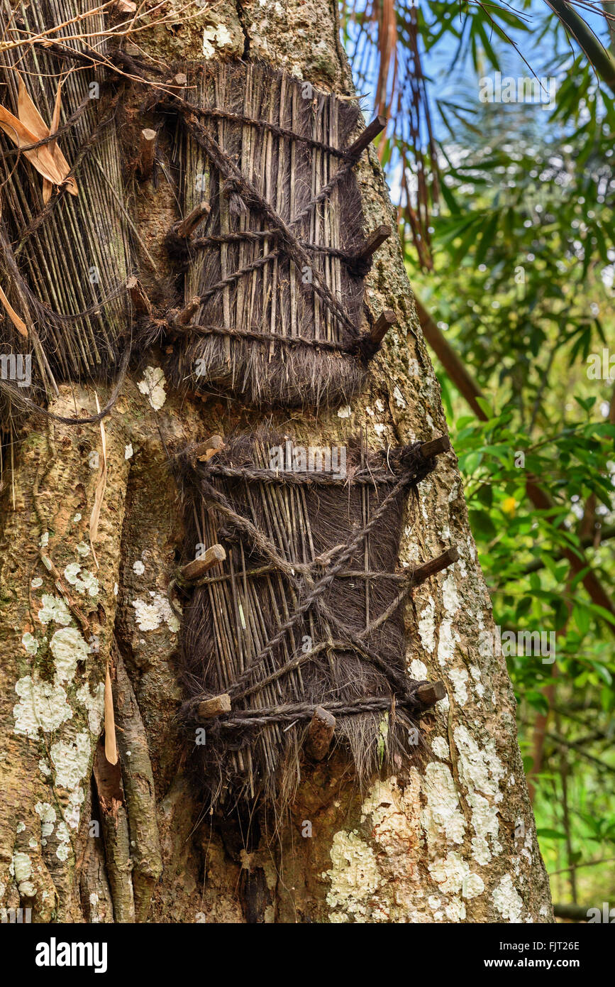 Several baby graves in large old tree. Kambira. Some of them are more ...