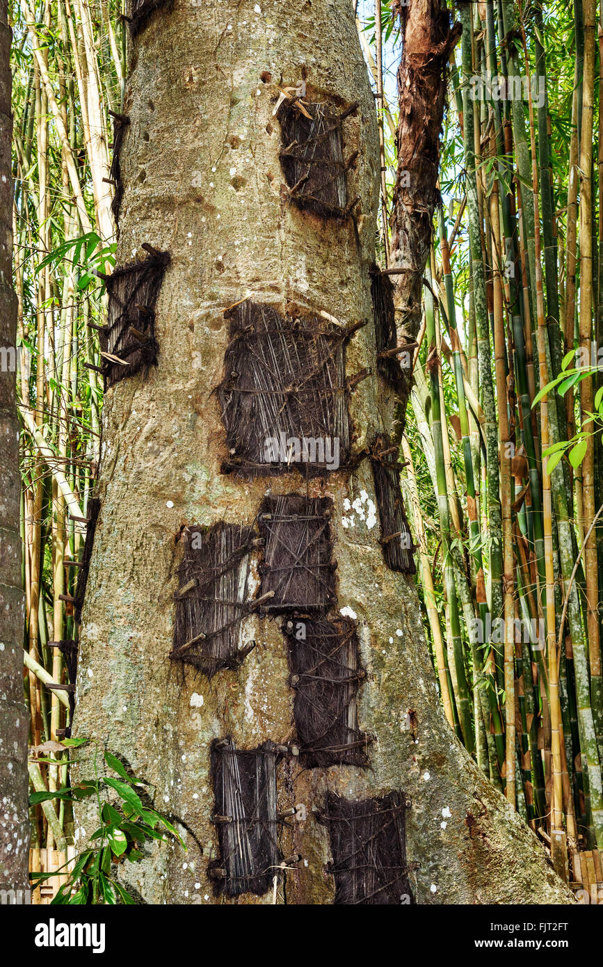 Kambira. Large old tree containing several baby graves. Some of them ...