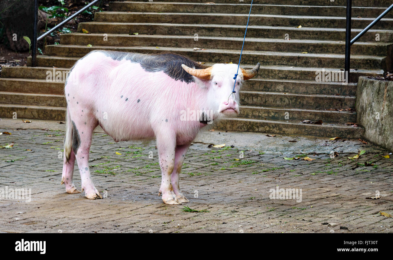 Pink buffalo is very expensive in Tana Toraja. Sulawesi. Indonesia ...