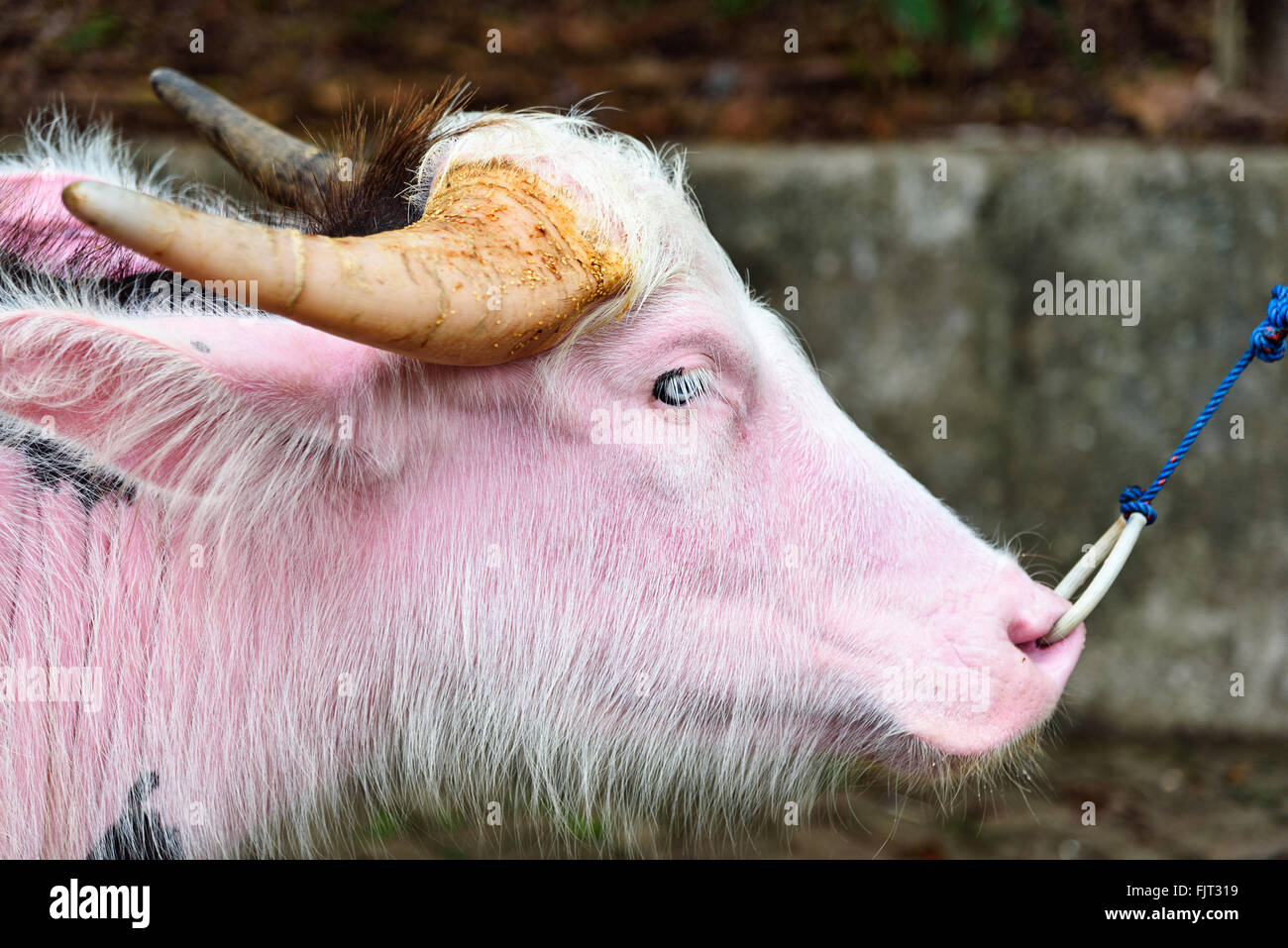 Head of pink buffalo is very expensive in Tana Toraja. Sulawesi ...