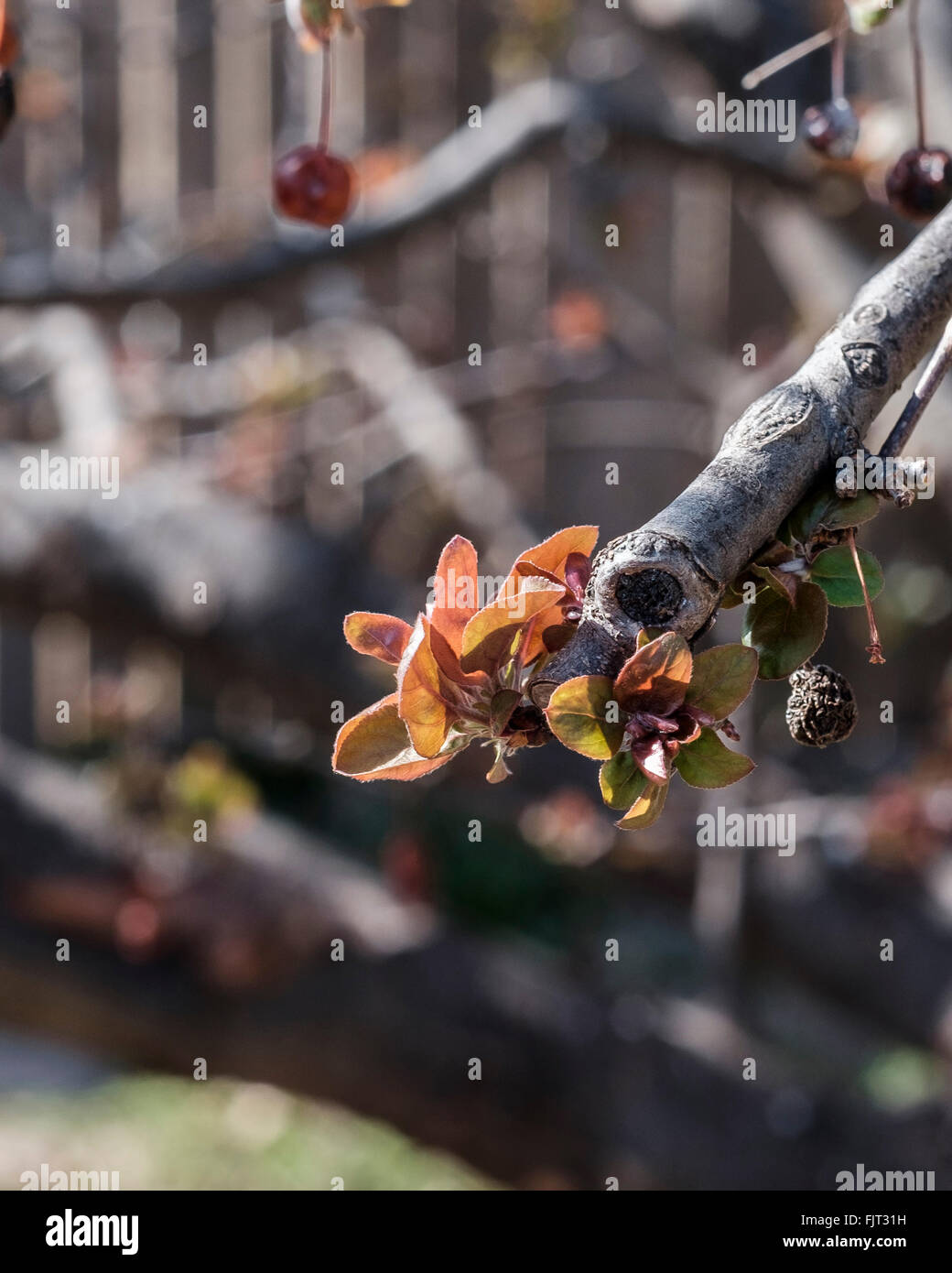 New leaves tree spring hi-res stock photography and images - Alamy