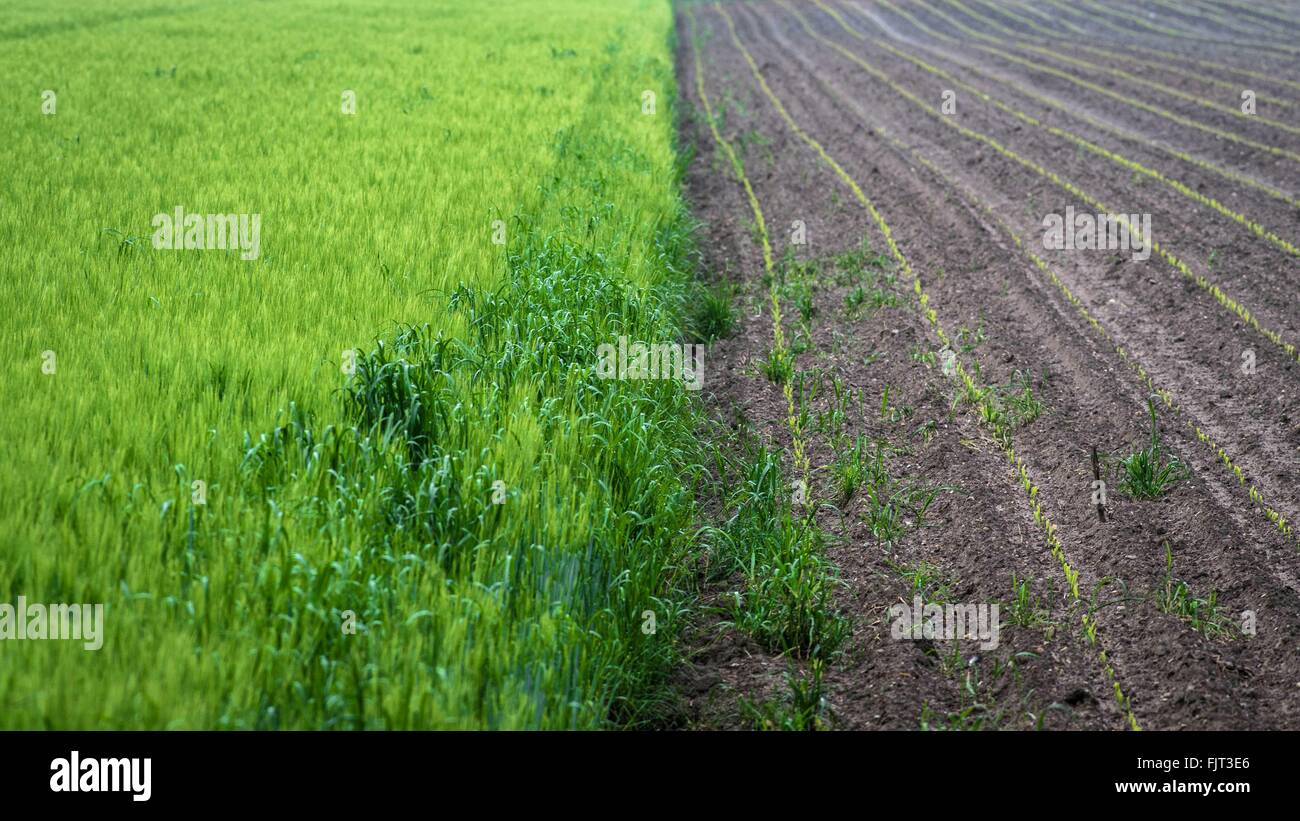 Pathway Plants In Farm Day High Resolution Stock Photography and Images ...