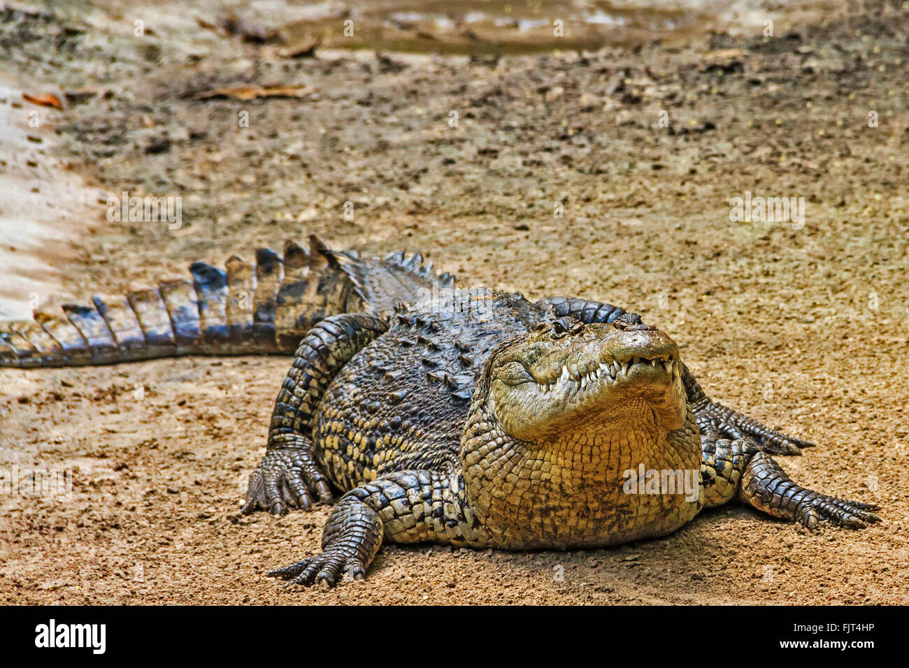American crocodile (Crocodylus acutus) Mexico Stock Photo - Alamy