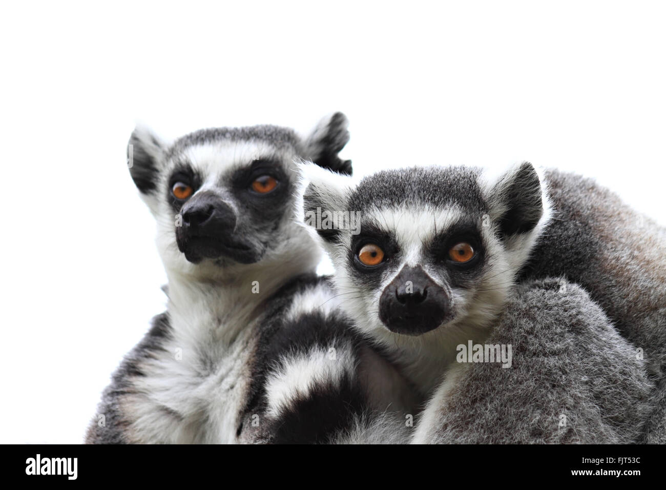 Lemur animals hi-res stock photography and images - Alamy
