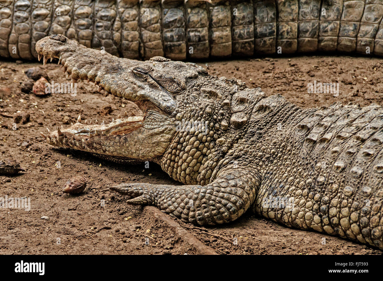 American crocodile crocodylus acutus hi-res stock photography and ...