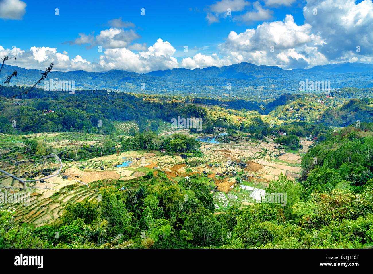 Indonesia Field Rainforest High Resolution Stock Photography and Images ...
