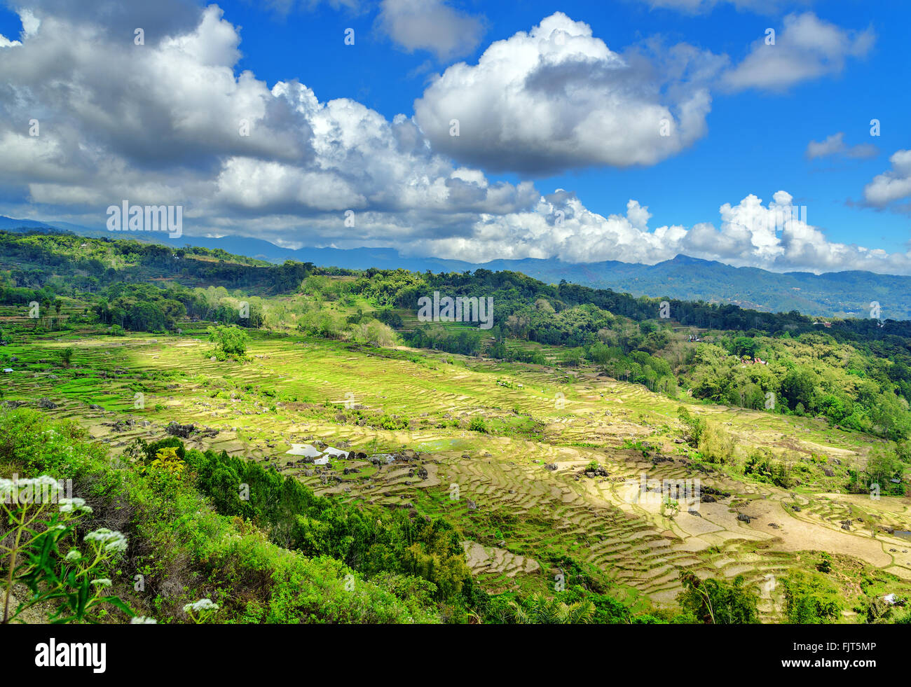 Green rice field terraces in Tana Toraja. South Sulawesi, Indonesia ...