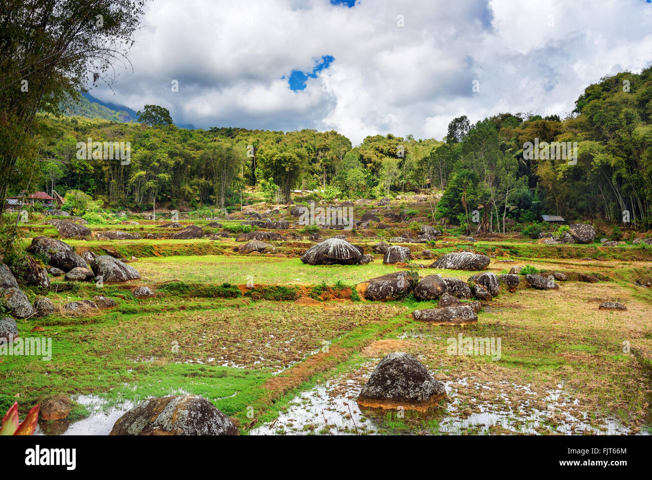 Indonesia Field Rainforest High Resolution Stock Photography and Images ...