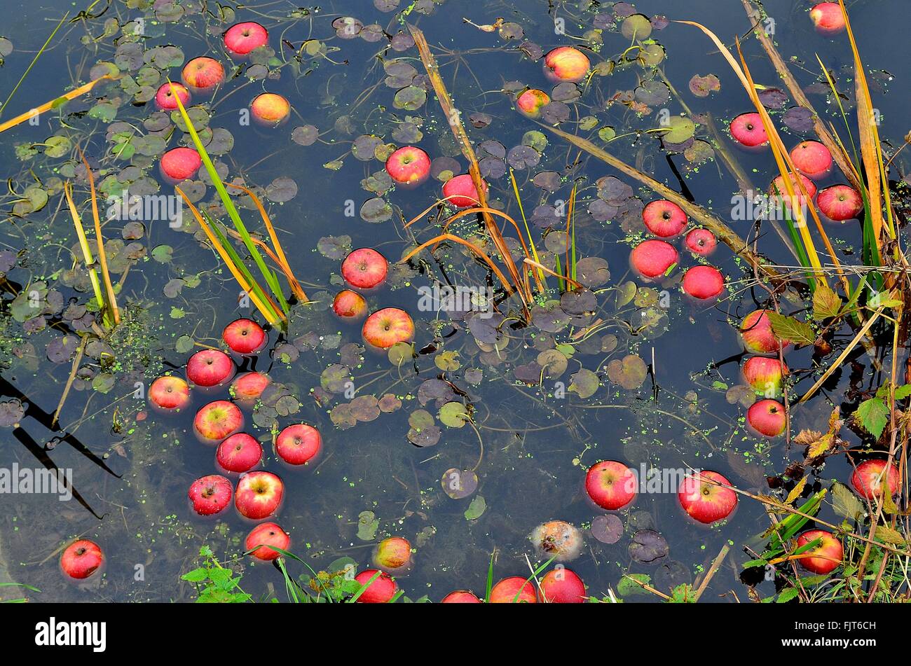 Apples floating in water hi-res stock photography and images - Alamy