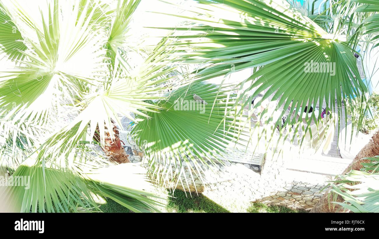 Sunlight Falling Palm Trees Day High Resolution Stock Photography and ...
