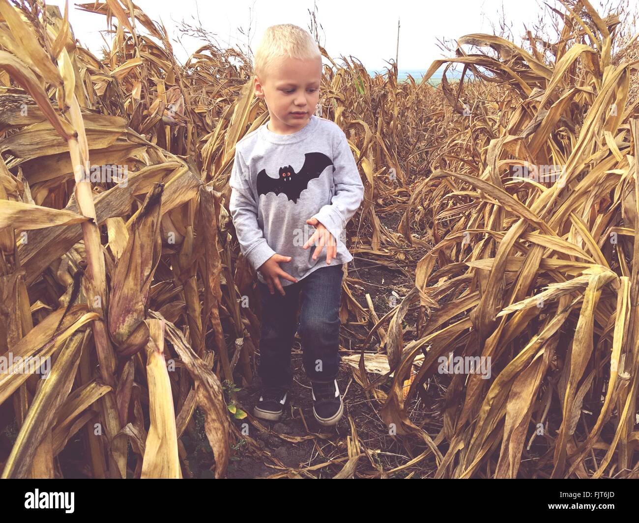 Boy walking pathway corn field agriculture hi-res stock photography and ...