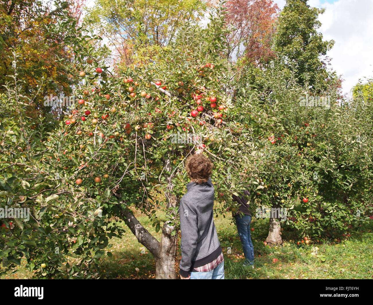 Three apple tree hi-res stock photography and images - Alamy
