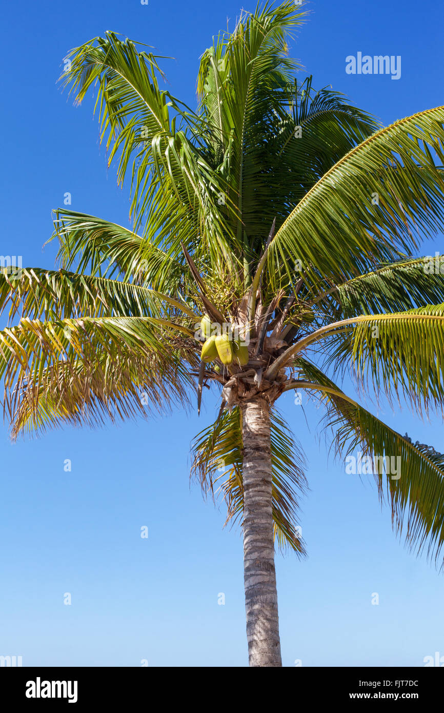 A coconut palm tree, Grand Turk, Turks and Caicos, British West Indies ...