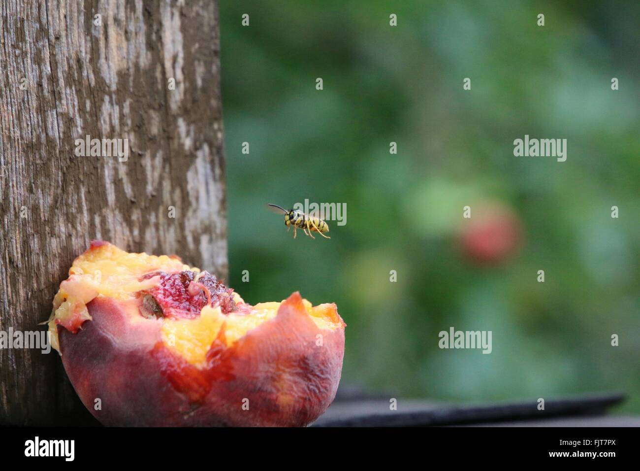 Fruit eaten by the animals hi-res stock photography and images - Alamy