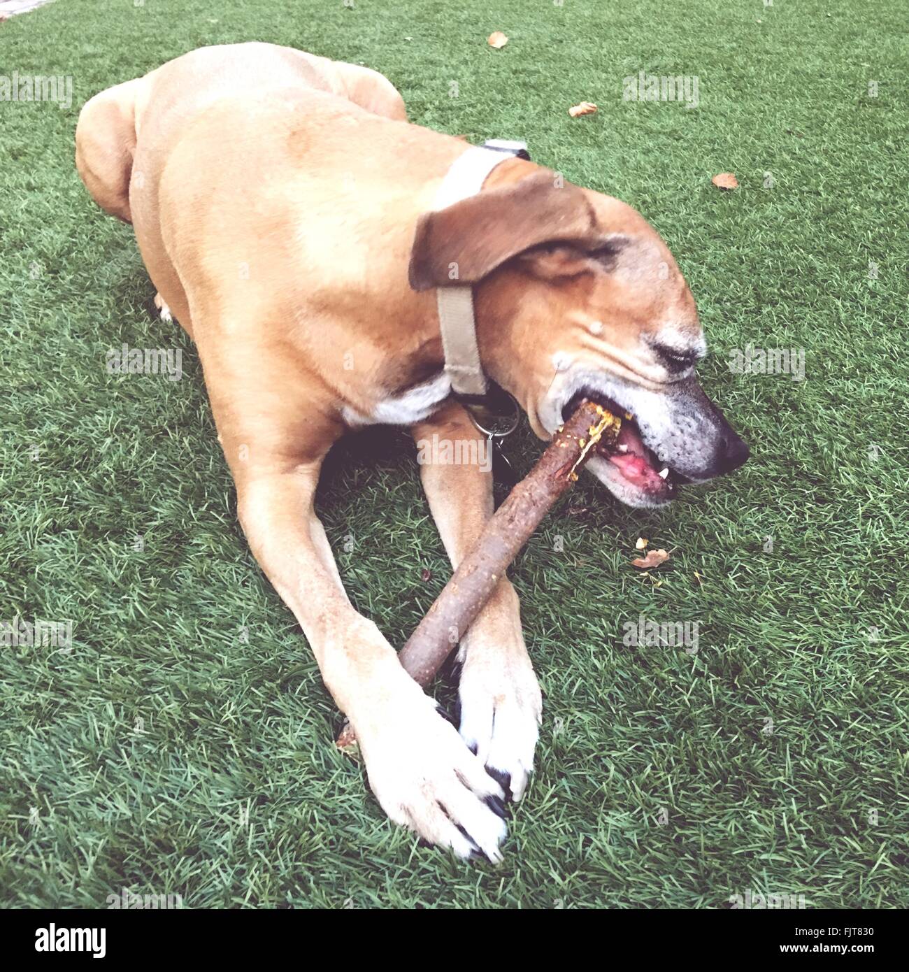 Domestic dog stick hi-res stock photography and images - Alamy