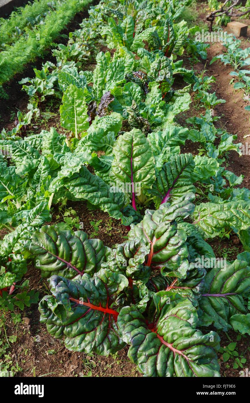 Rainbow Swiss chard with bright red stalks and green leaves growing in ...