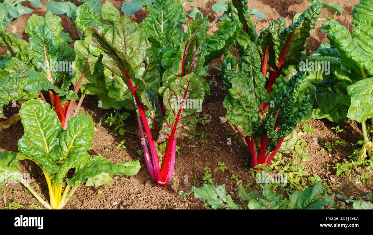 Rainbow Swiss chard with bright red stalks and green leaves growing in ...