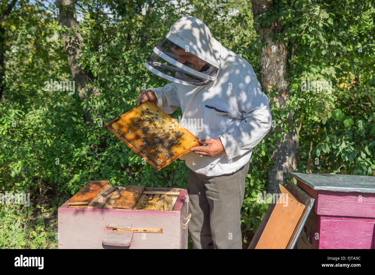 Examination honey frame hi-res stock photography and images - Alamy