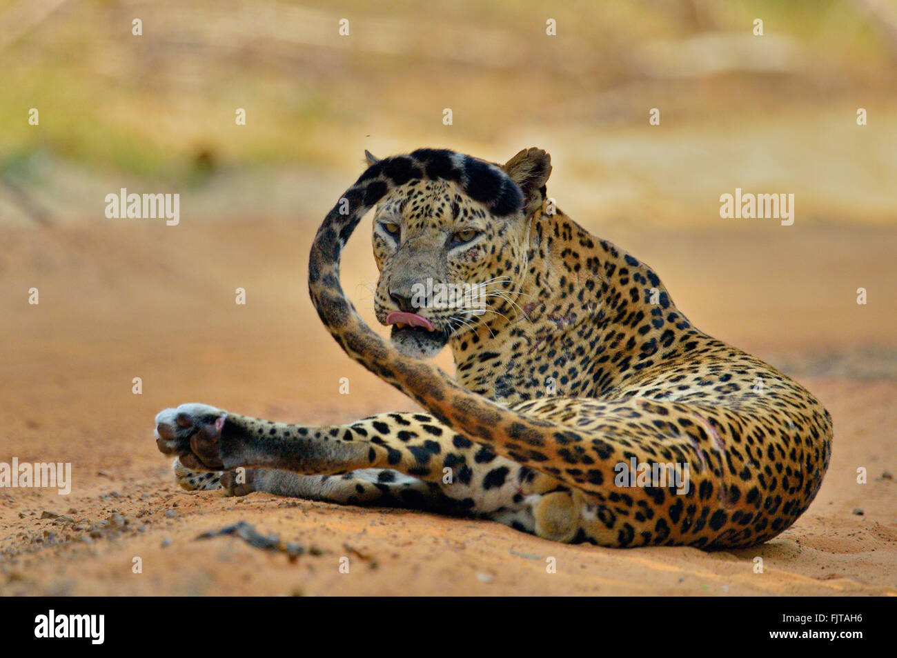 Kotiya hi-res stock photography and images - Alamy