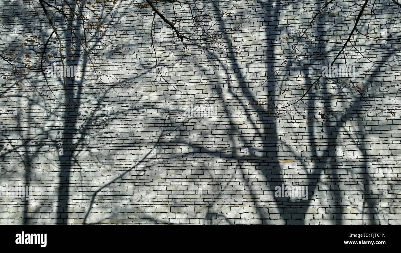Tree Shadow On Wall High Resolution Stock Photography and Images - Alamy