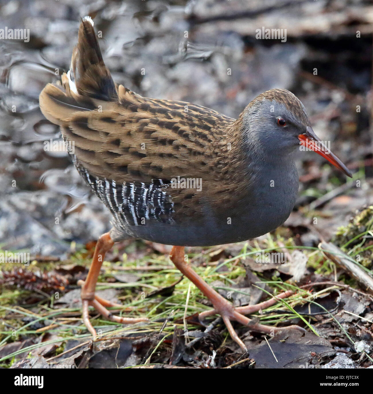 Water rail, Rallus aquaticus walking in wetland Stock Photo - Alamy
