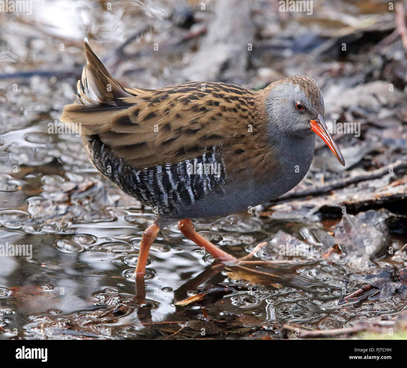 Wetland bird birds hi-res stock photography and images - Alamy