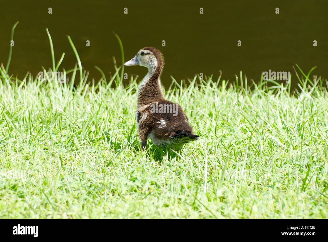 Brown headed duck hi-res stock photography and images - Alamy