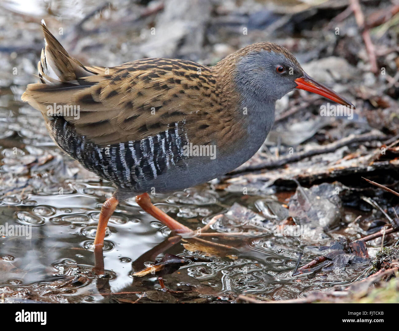 Water rail, Rallus aquaticus walking in wetland Stock Photo - Alamy