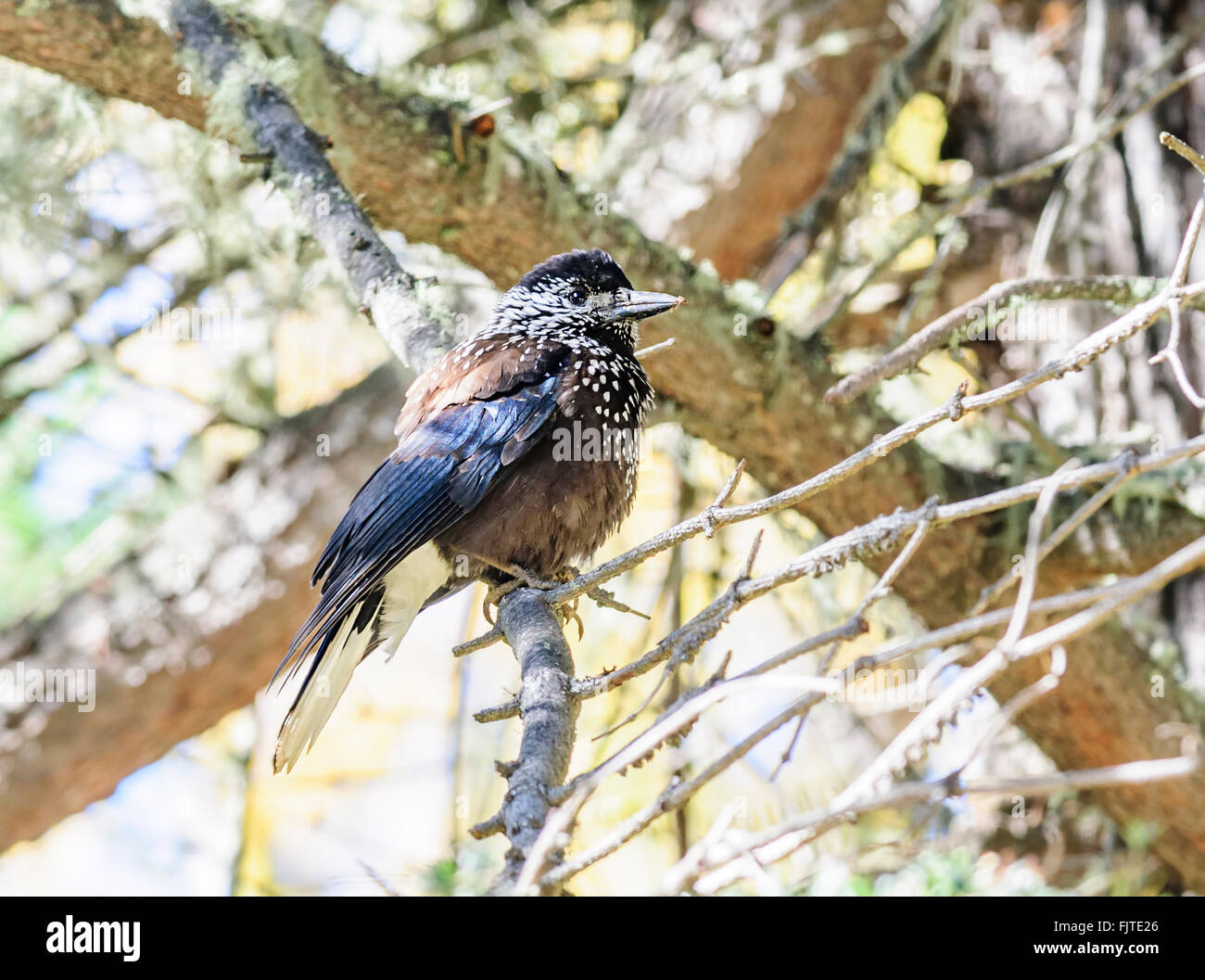 Nutcracker bird hi-res stock photography and images - Alamy